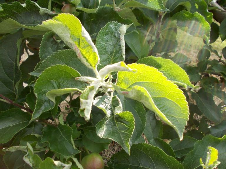 Diagnostic leaf atlas - Suffolk Fruit and Trees - The Fruit Tree ...