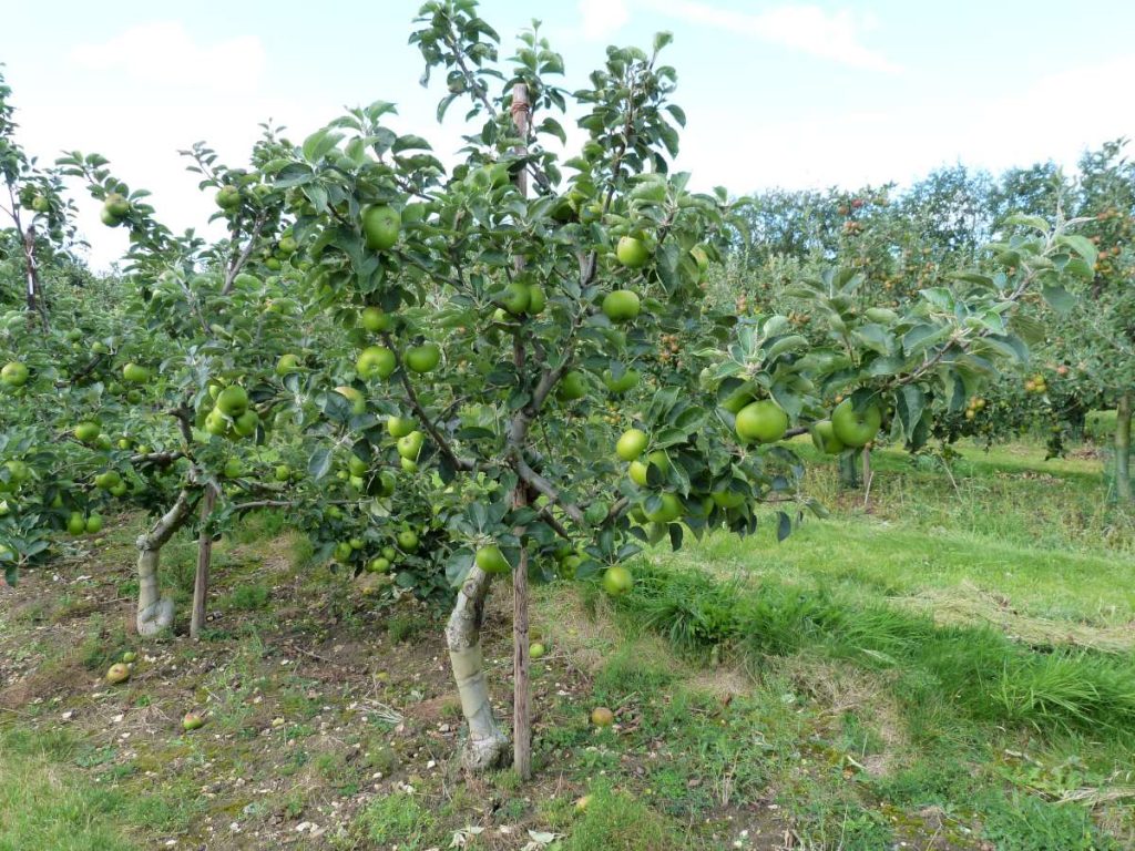 How to choose which apple varieties to plant - Suffolk Fruit and Trees ...