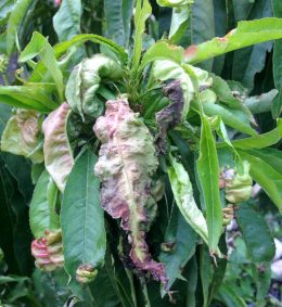 Peach leaf curl disease - Suffolk Fruit and Trees - The Fruit Tree ...