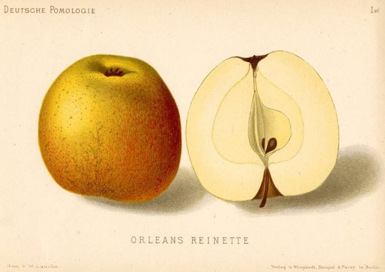Orleans Reinette - Suffolk Fruit and Trees - The Fruit Tree Specialists