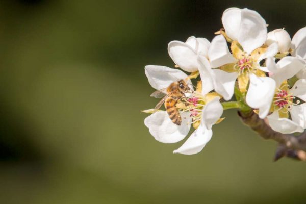 Pear tree pollination - Suffolk Fruit and Trees - The Fruit Tree ...