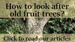 Restoring old fruit trees - Suffolk Fruit and Trees - The Fruit Tree ...