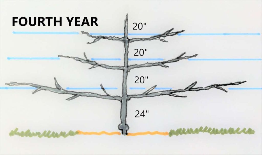 How to make an espalier apple tree - Suffolk Fruit and Trees - The ...
