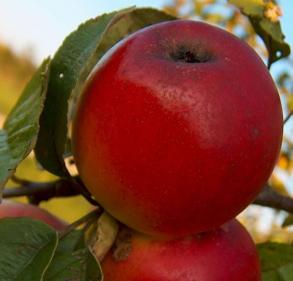 Red Windsor - Suffolk Fruit and Trees - The Fruit Tree Specialists