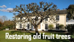 Restoring old fruit trees - Suffolk Fruit and Trees - The Fruit Tree ...